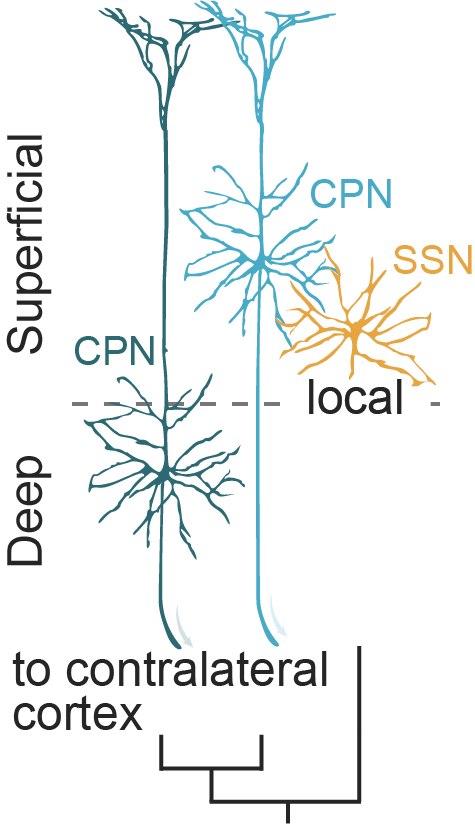 Publications - Klingler Lab