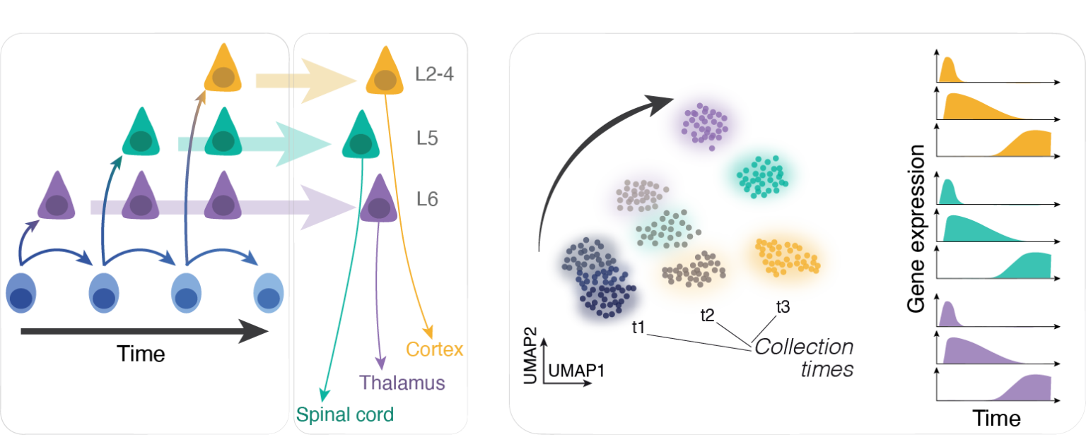 Publications - Klingler Lab